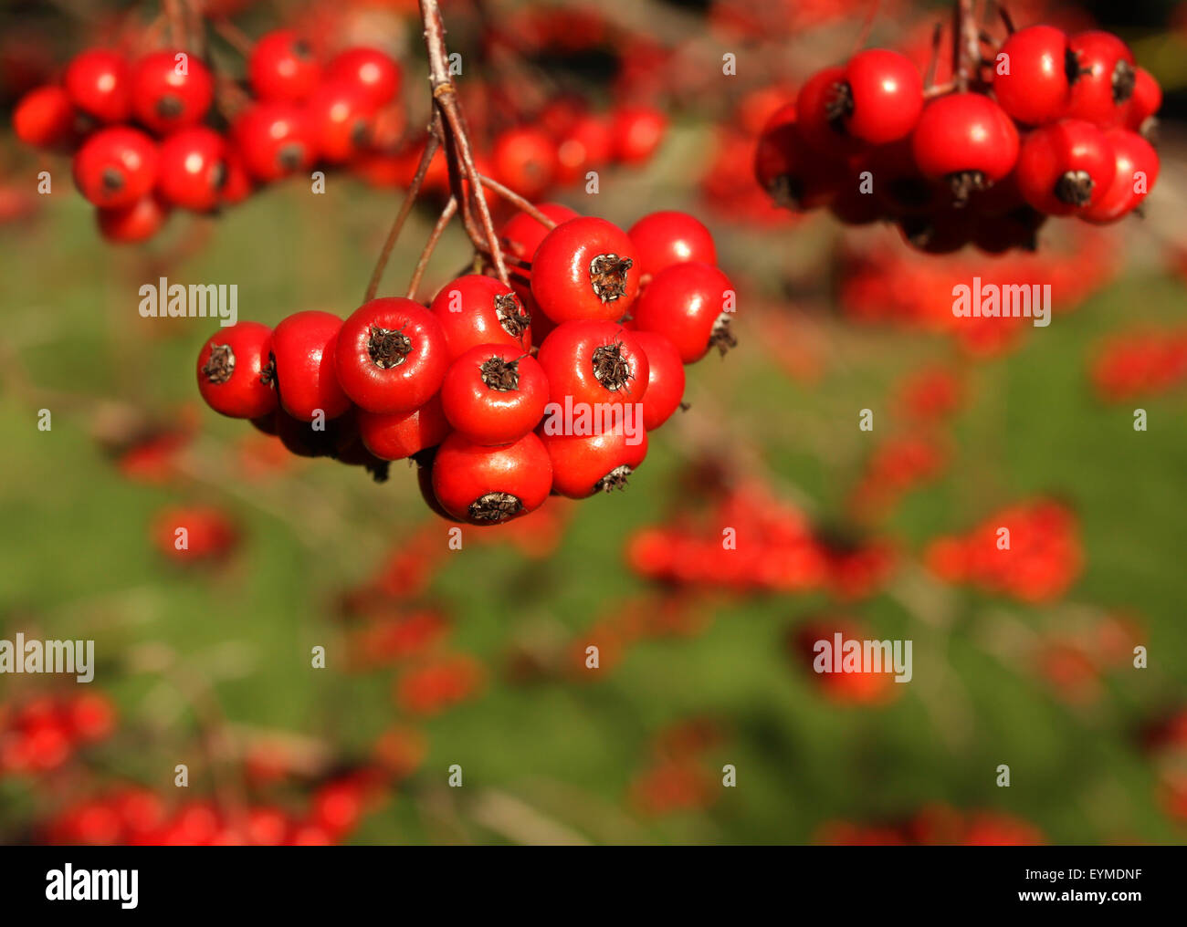 Elder berry tree hi-res stock photography and images - Alamy