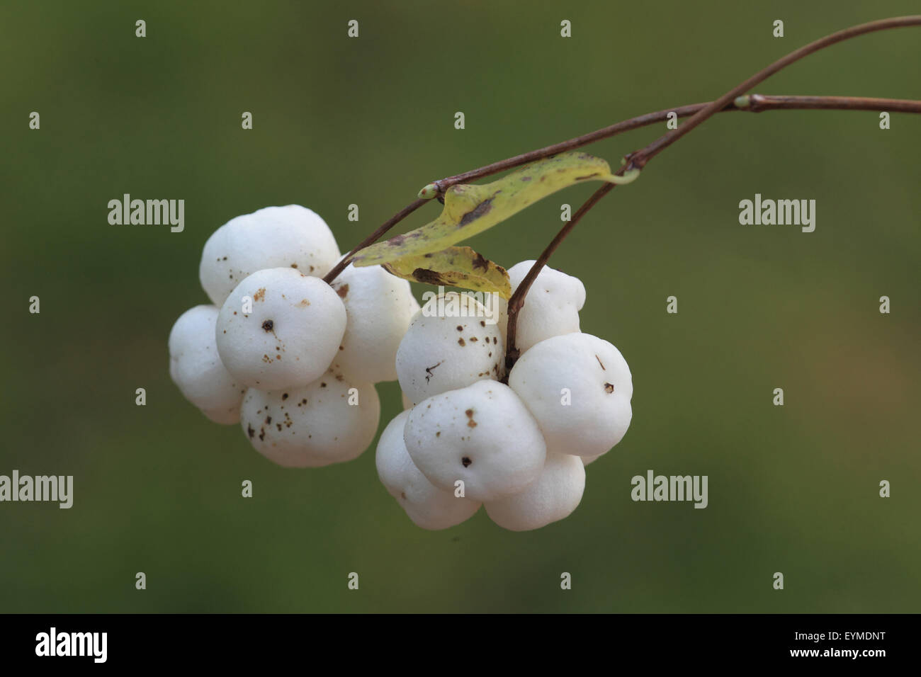 common snow berry Stock Photo - Alamy