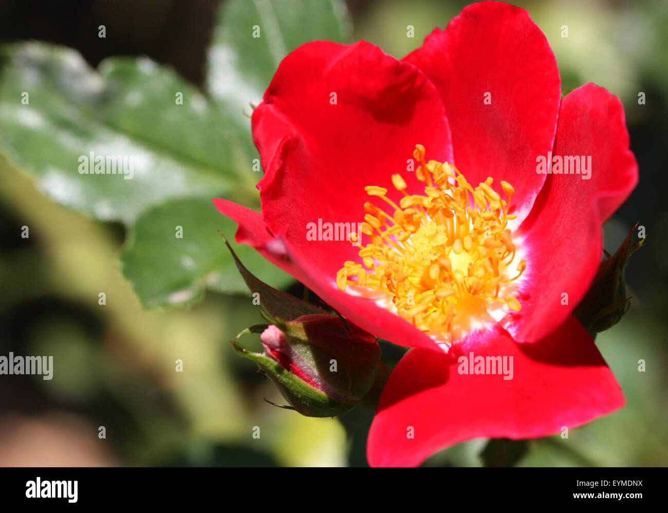 Small red rose in the garden Stock Photo - Alamy