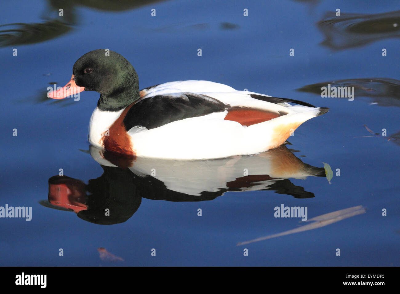 Common shelduck, close-up Stock Photo - Alamy