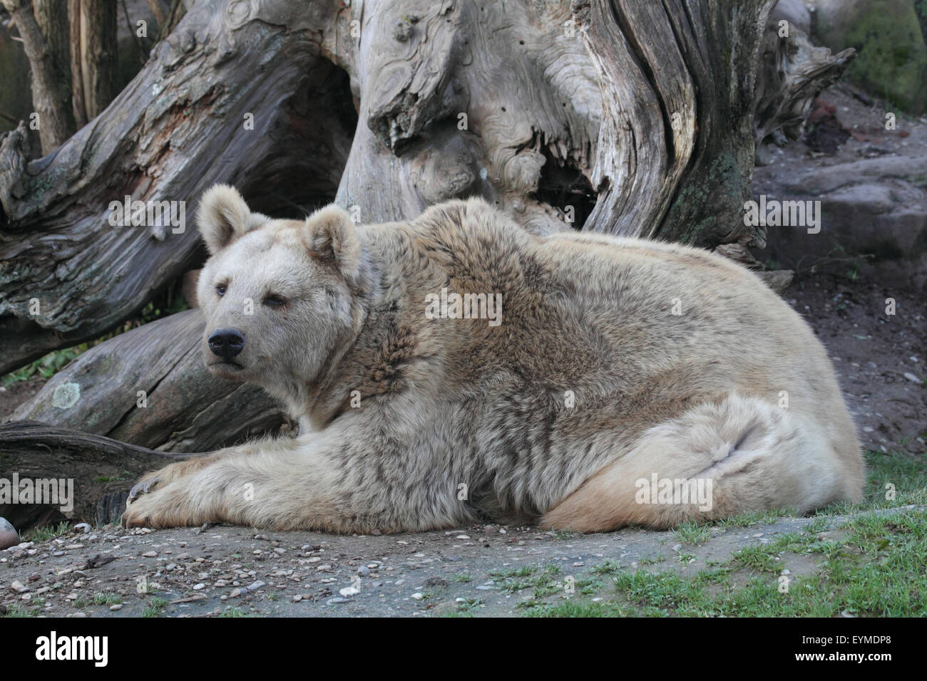 Syrian brown bear Stock Photo - Alamy