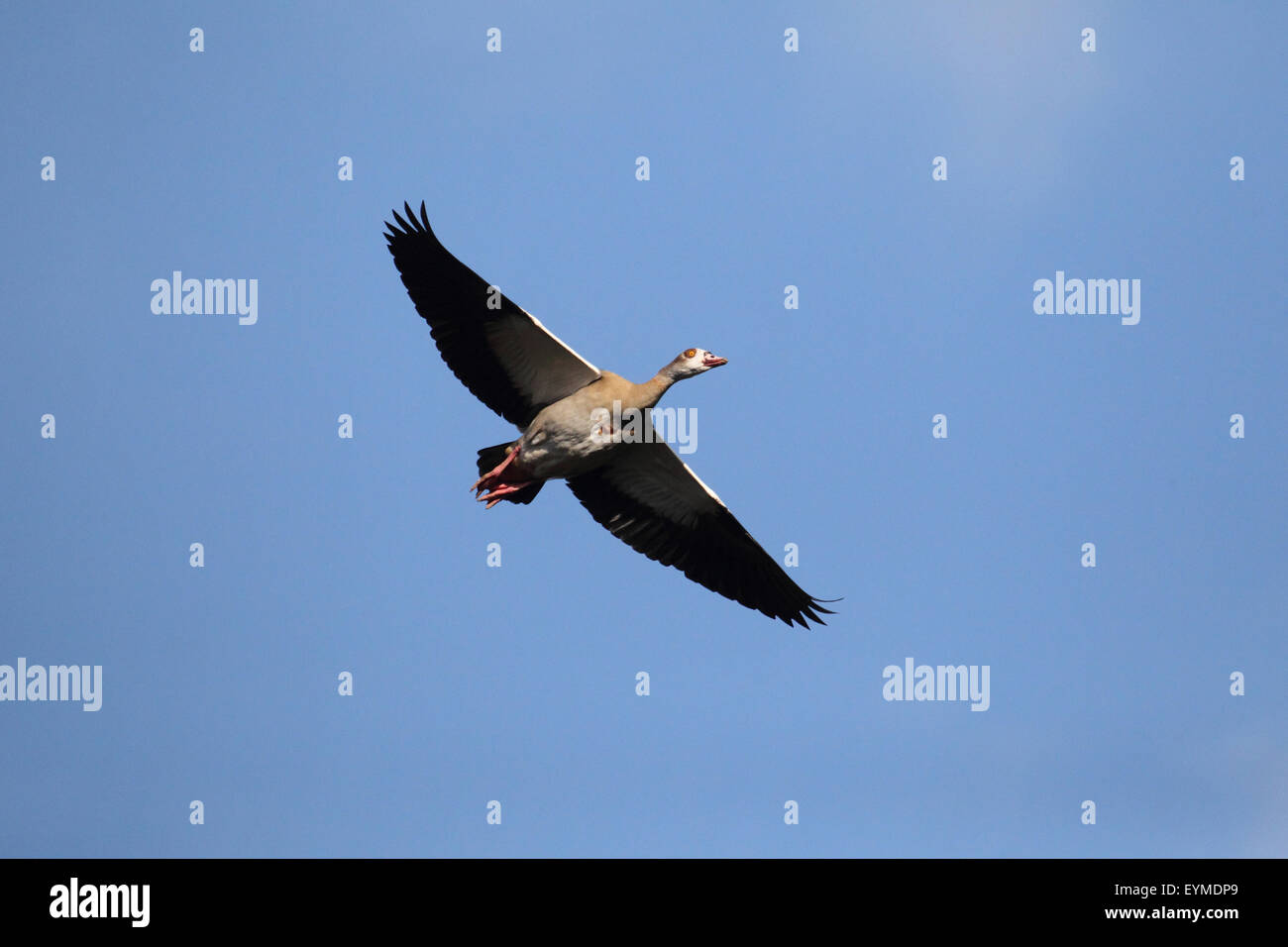 Nile goose at flight Stock Photo - Alamy