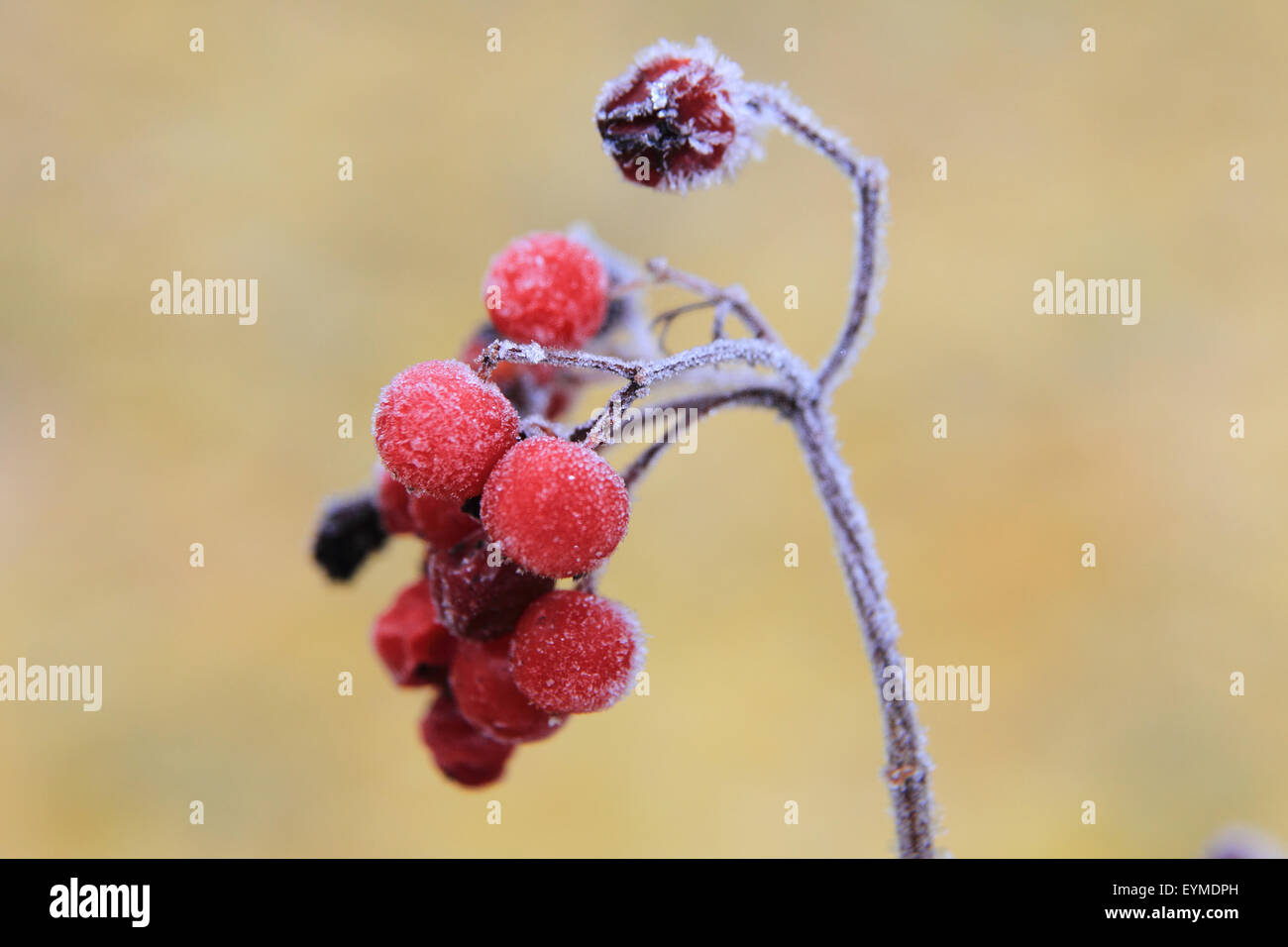 Flour berry near hoarfrost Stock Photo - Alamy