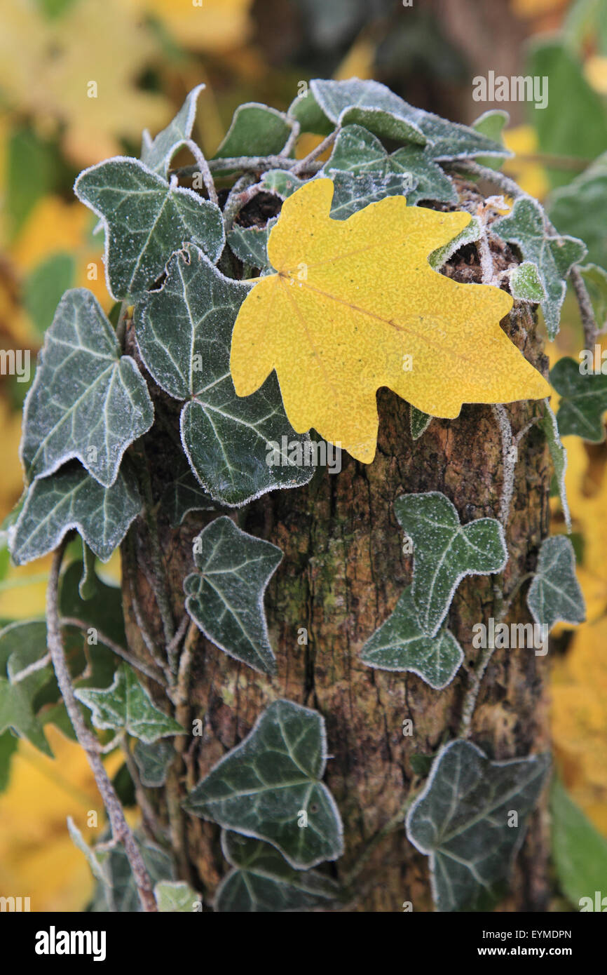 Ivy and maple leaf Stock Photo - Alamy