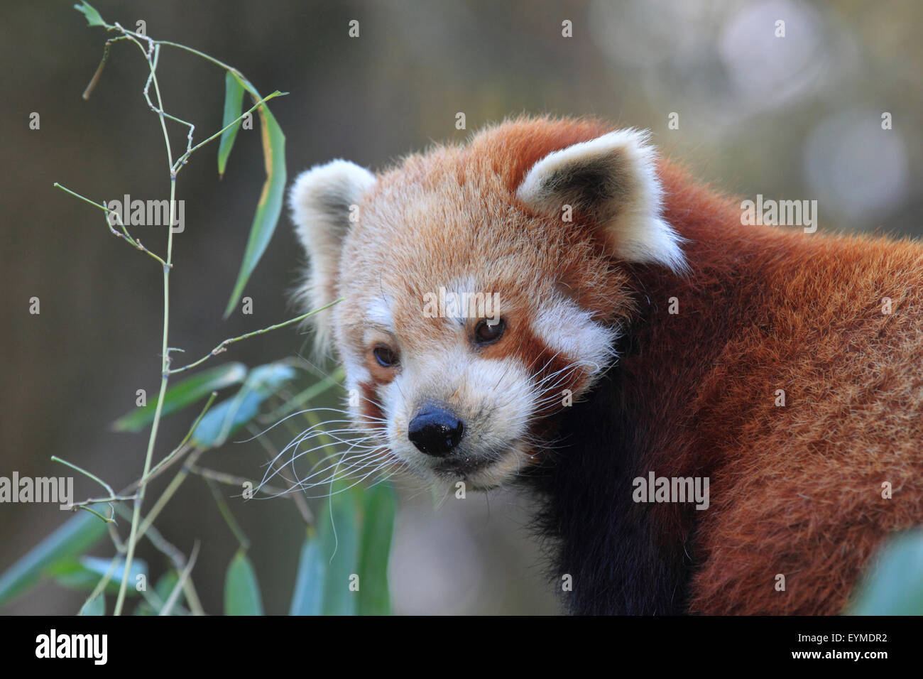 red panda, close-up Stock Photo - Alamy