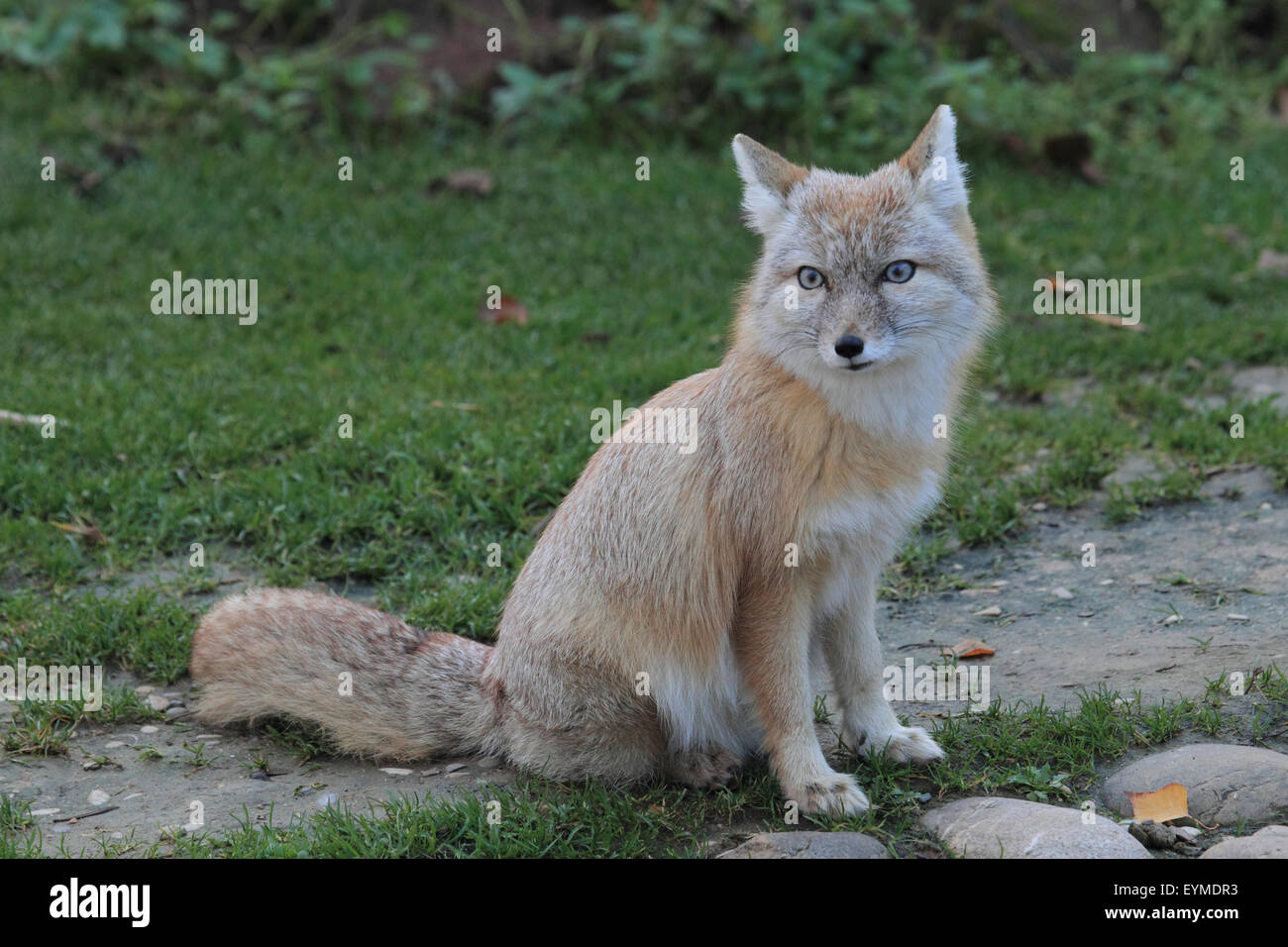 Corsac Fox, close-up Stock Photo - Alamy