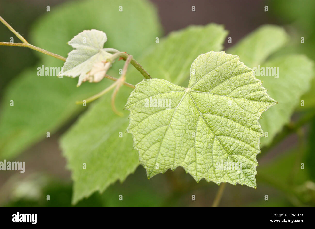 Horizontal Leaf Vine High Resolution Stock Photography and Images - Alamy