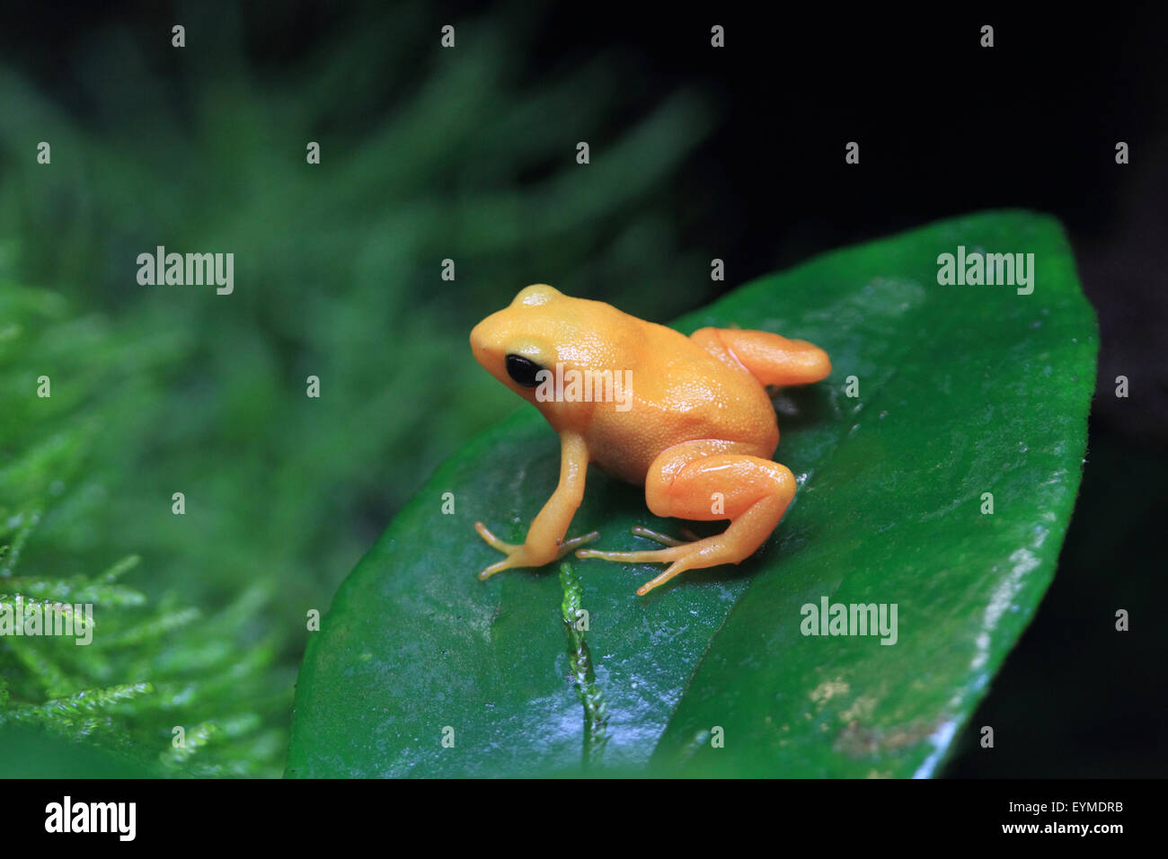 Golden mantella frog aurantiaca hi-res stock photography and images - Alamy