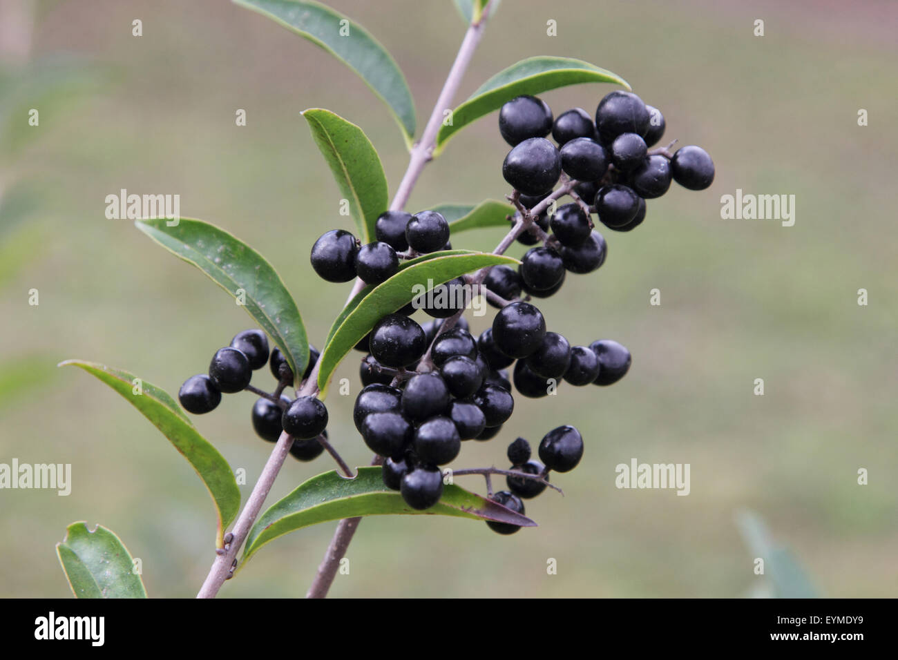 Common privets hi-res stock photography and images - Alamy