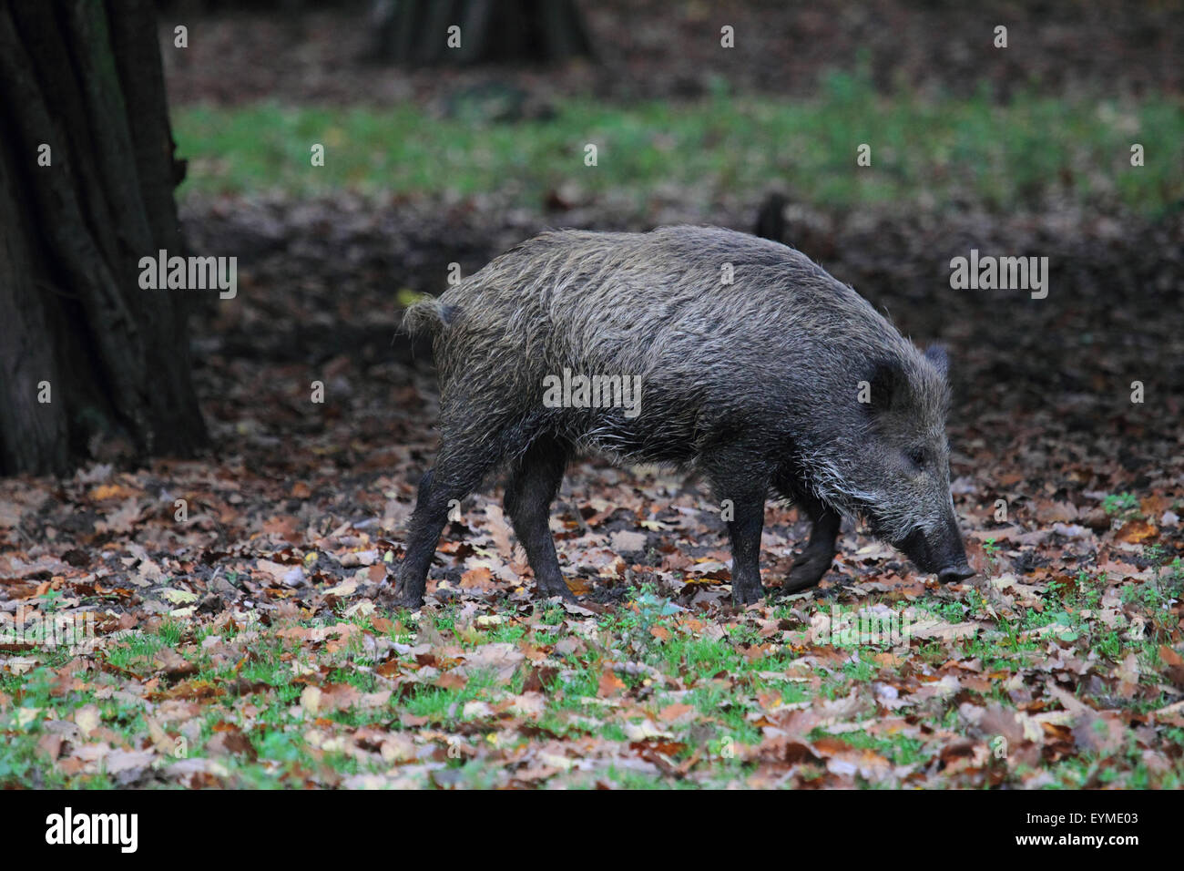 Living wild boar hi-res stock photography and images - Alamy
