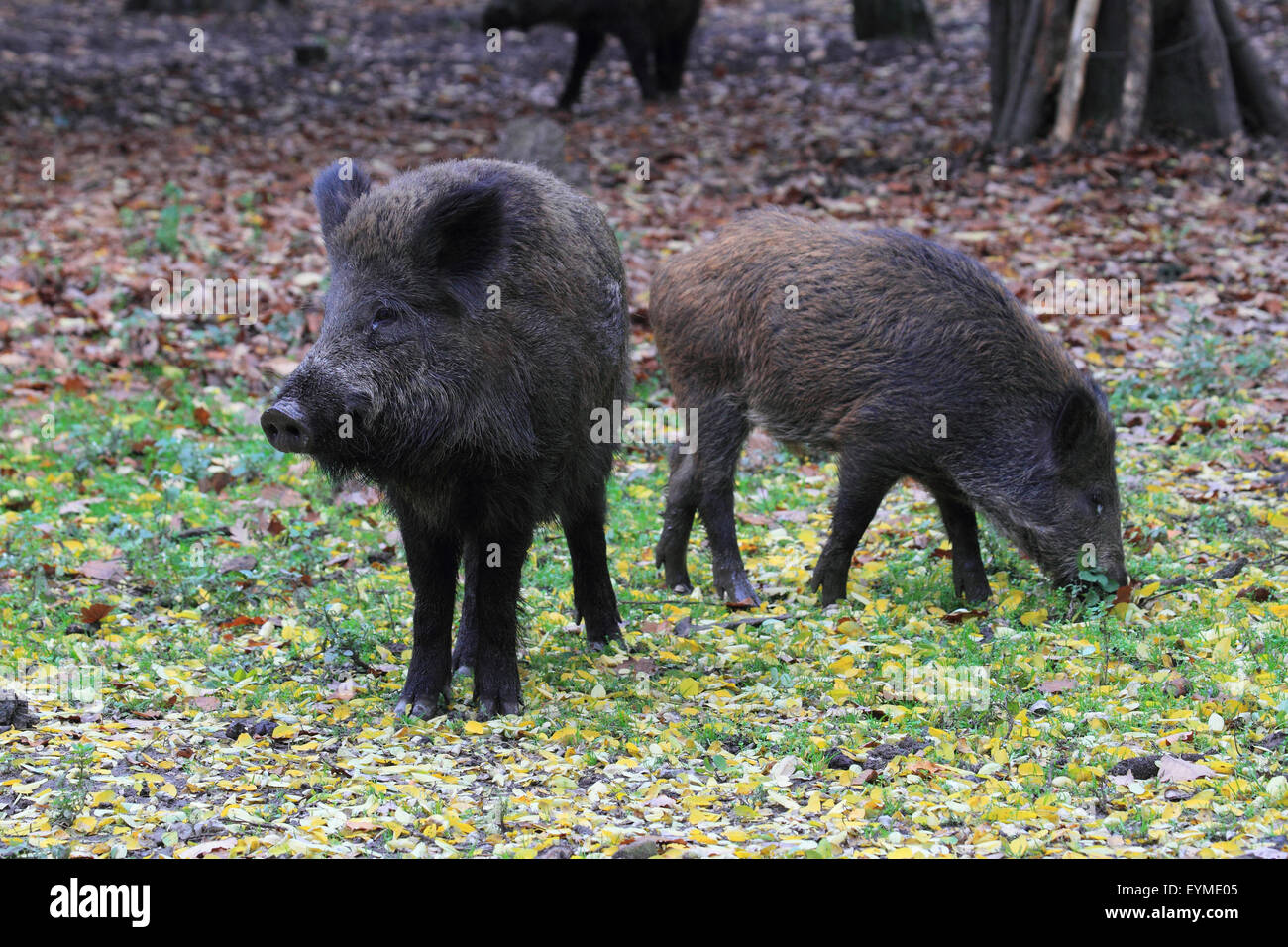 Two wild boars Stock Photo - Alamy