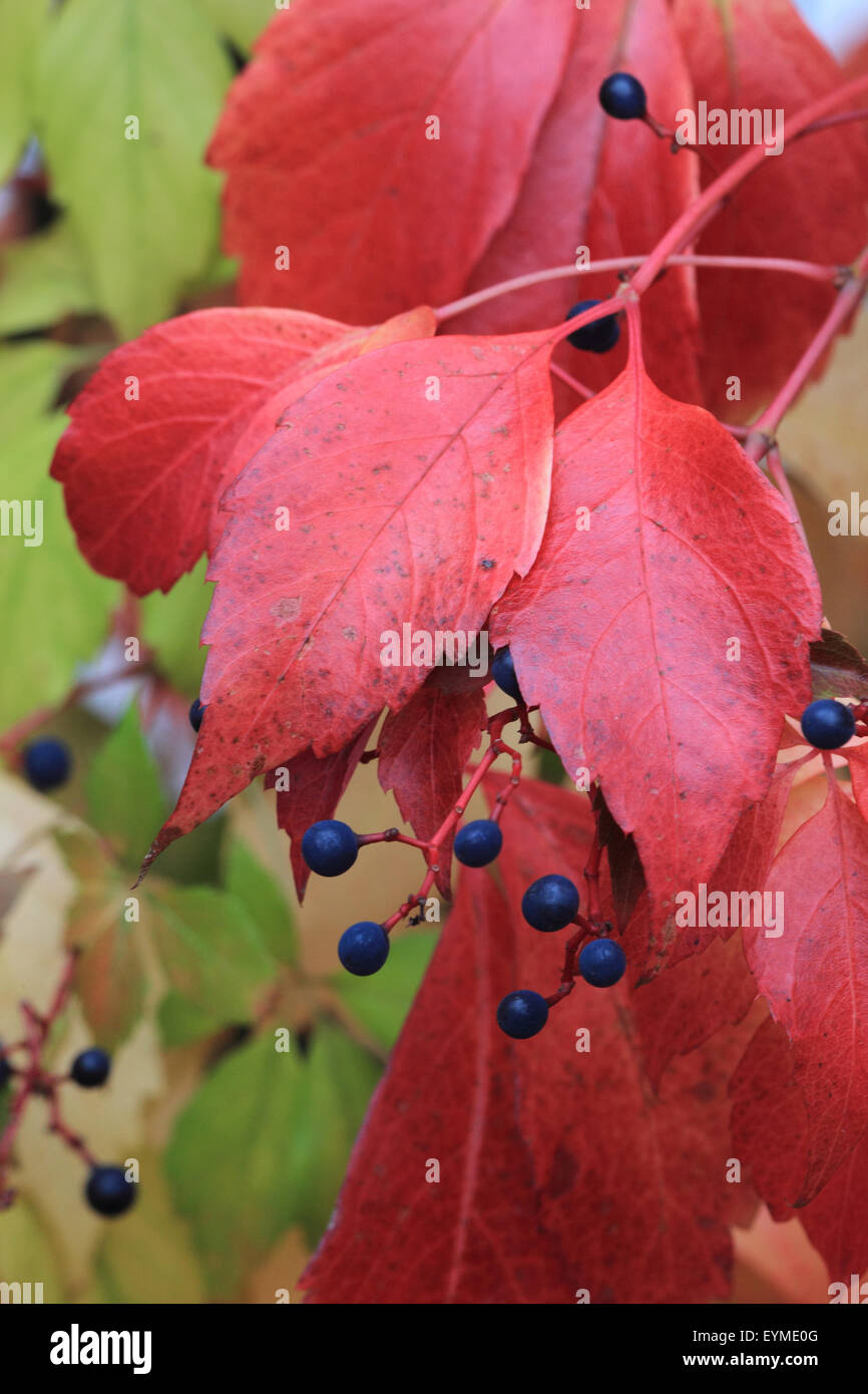 Boston ivy in germany hi-res stock photography and images - Alamy