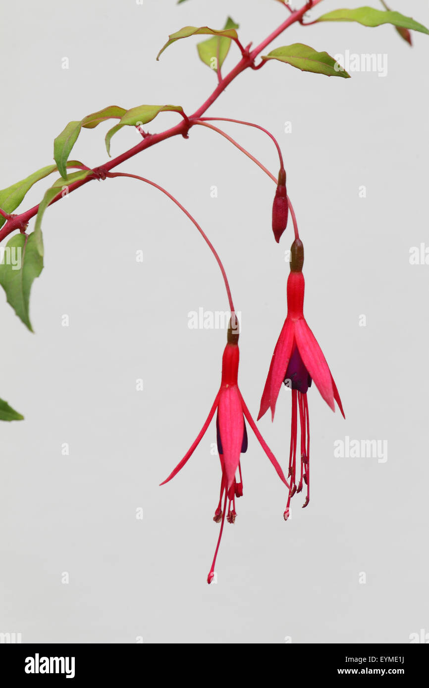 Fuchsia regia hi-res stock photography and images - Alamy