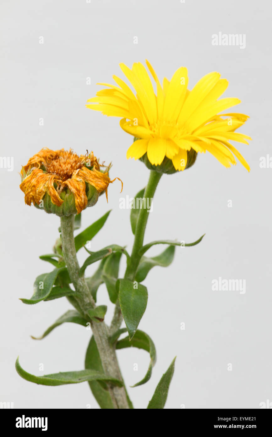 Hawks herb hi-res stock photography and images - Alamy