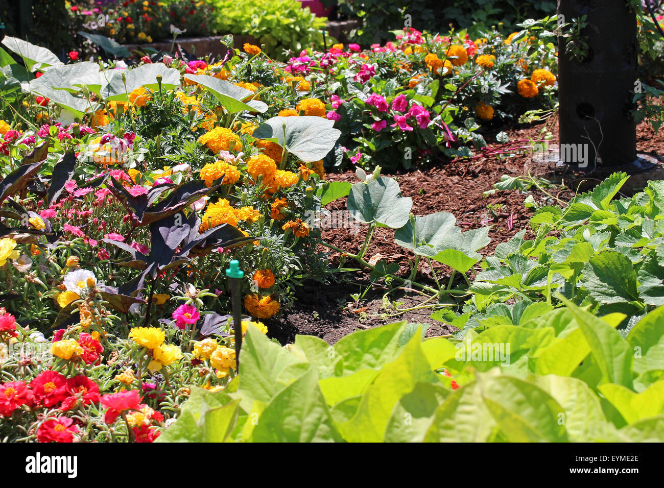 Flowers and vegetables garden Stock Photo - Alamy