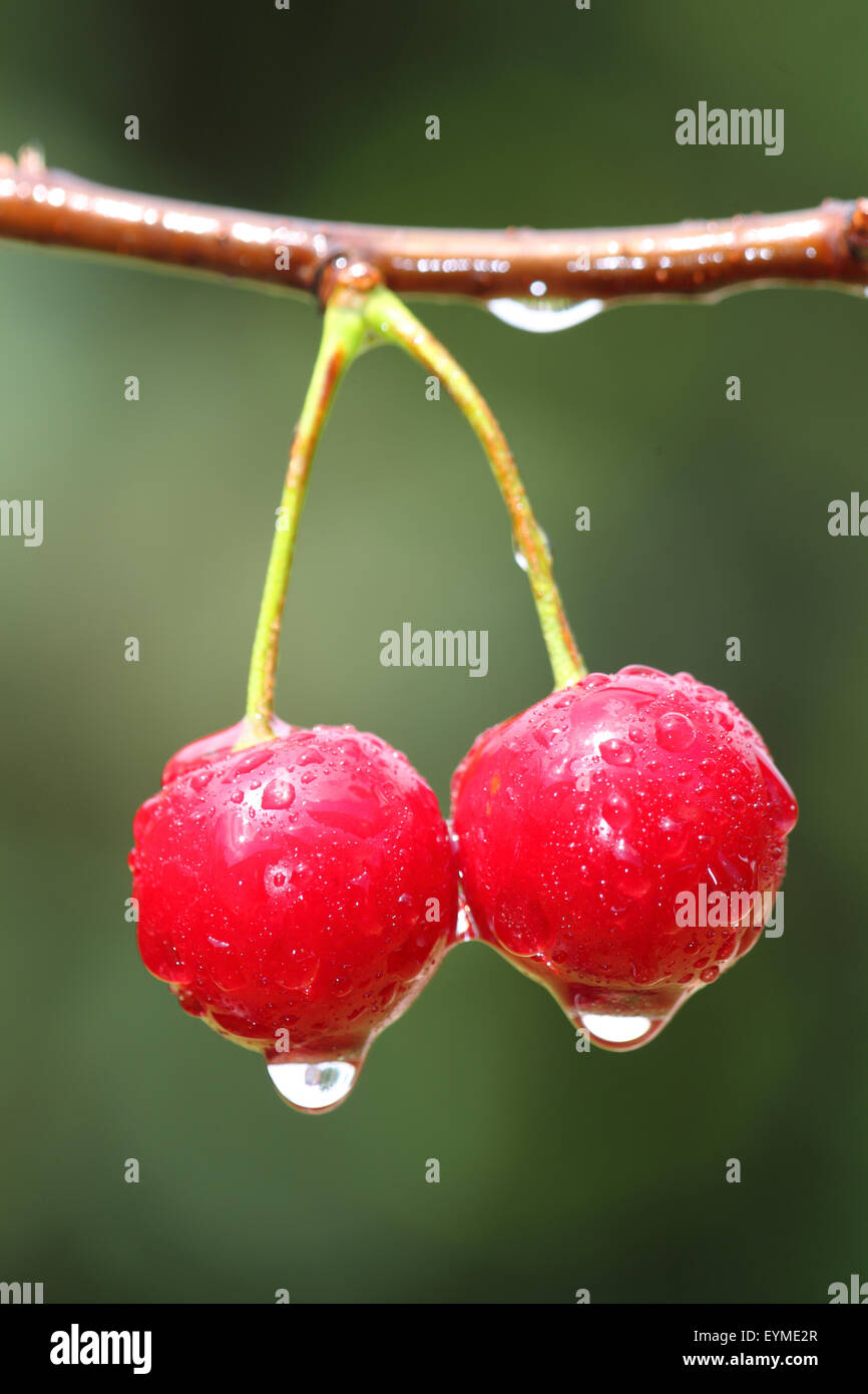 Sweet mellow hi-res stock photography and images - Alamy