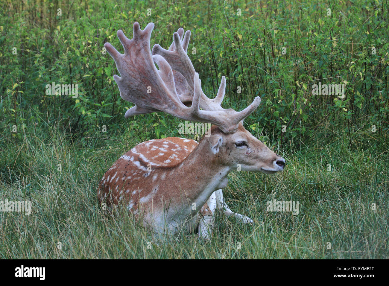 Fallow buck at phloem Stock Photo - Alamy