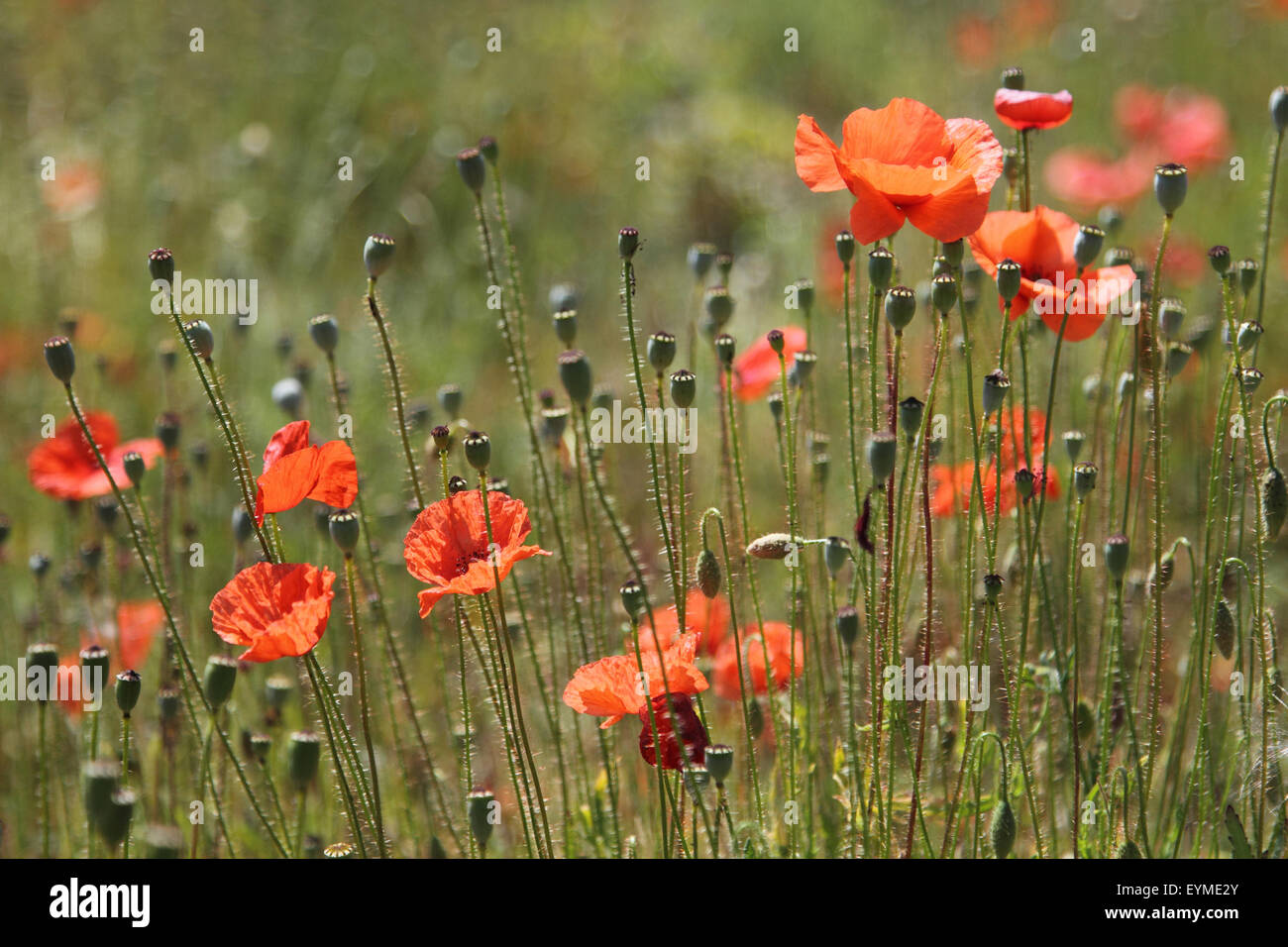 red poppy Papaver Stock Photo - Alamy