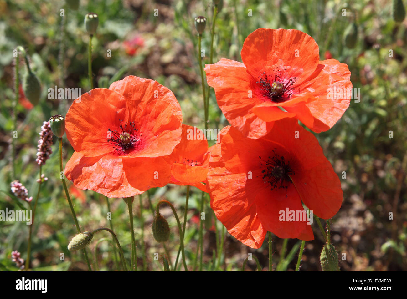 red poppy Papaver Stock Photo - Alamy