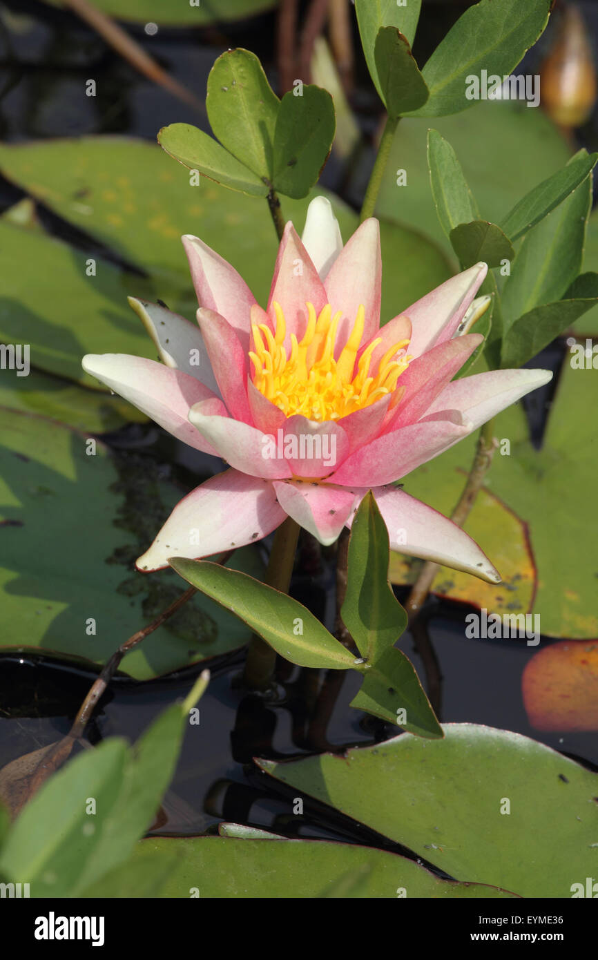 Water lily, close-up Stock Photo - Alamy