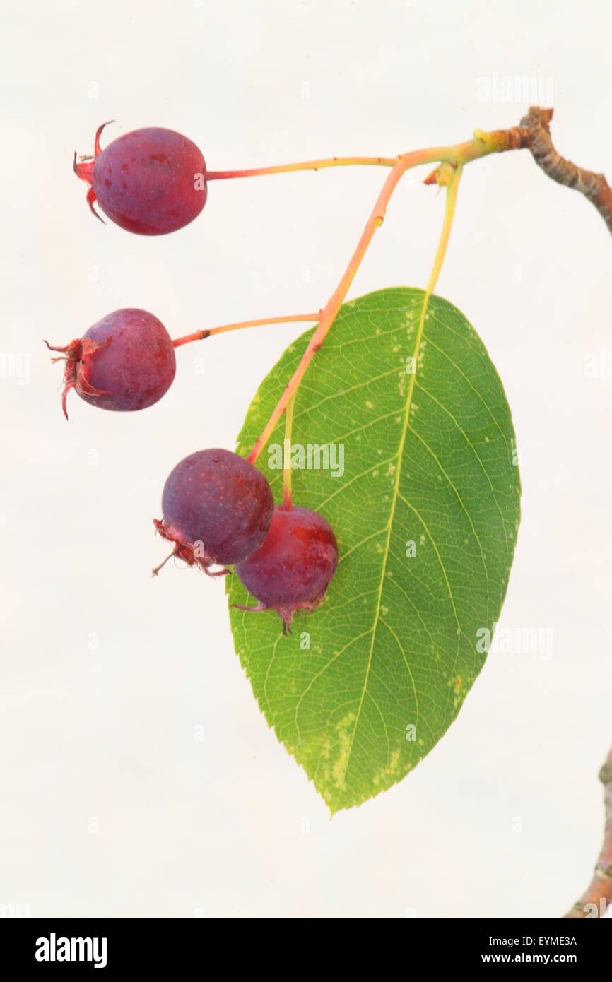 Rock pears leaves and fruits Stock Photo - Alamy
