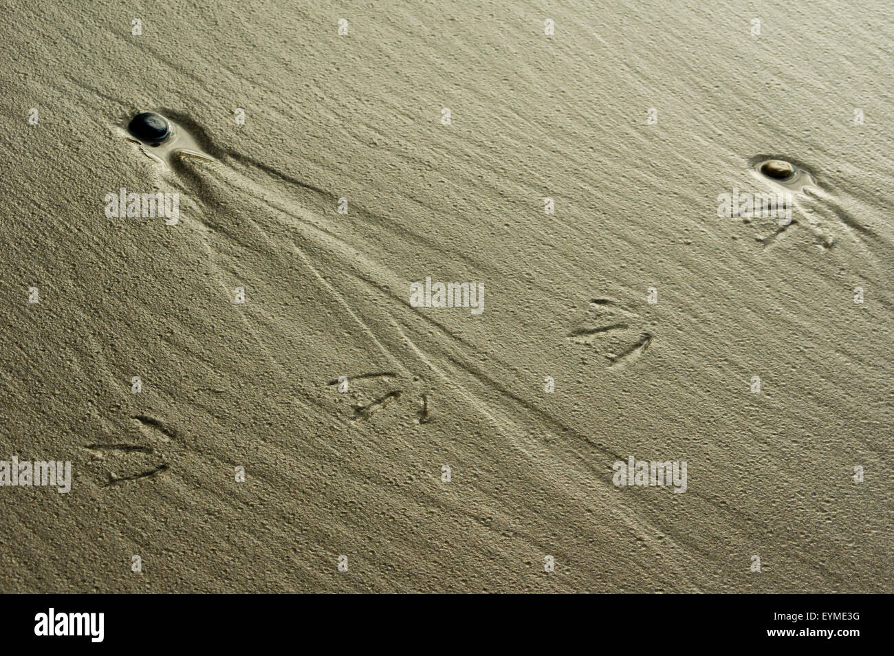 Tracks prints beach sand hi-res stock photography and images - Alamy
