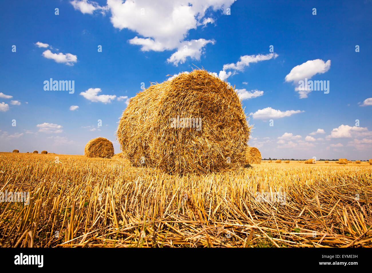 Rick plant hi-res stock photography and images - Alamy