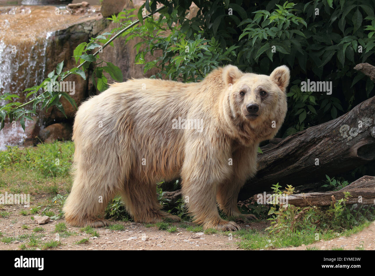 Syrian brown bear Stock Photo - Alamy