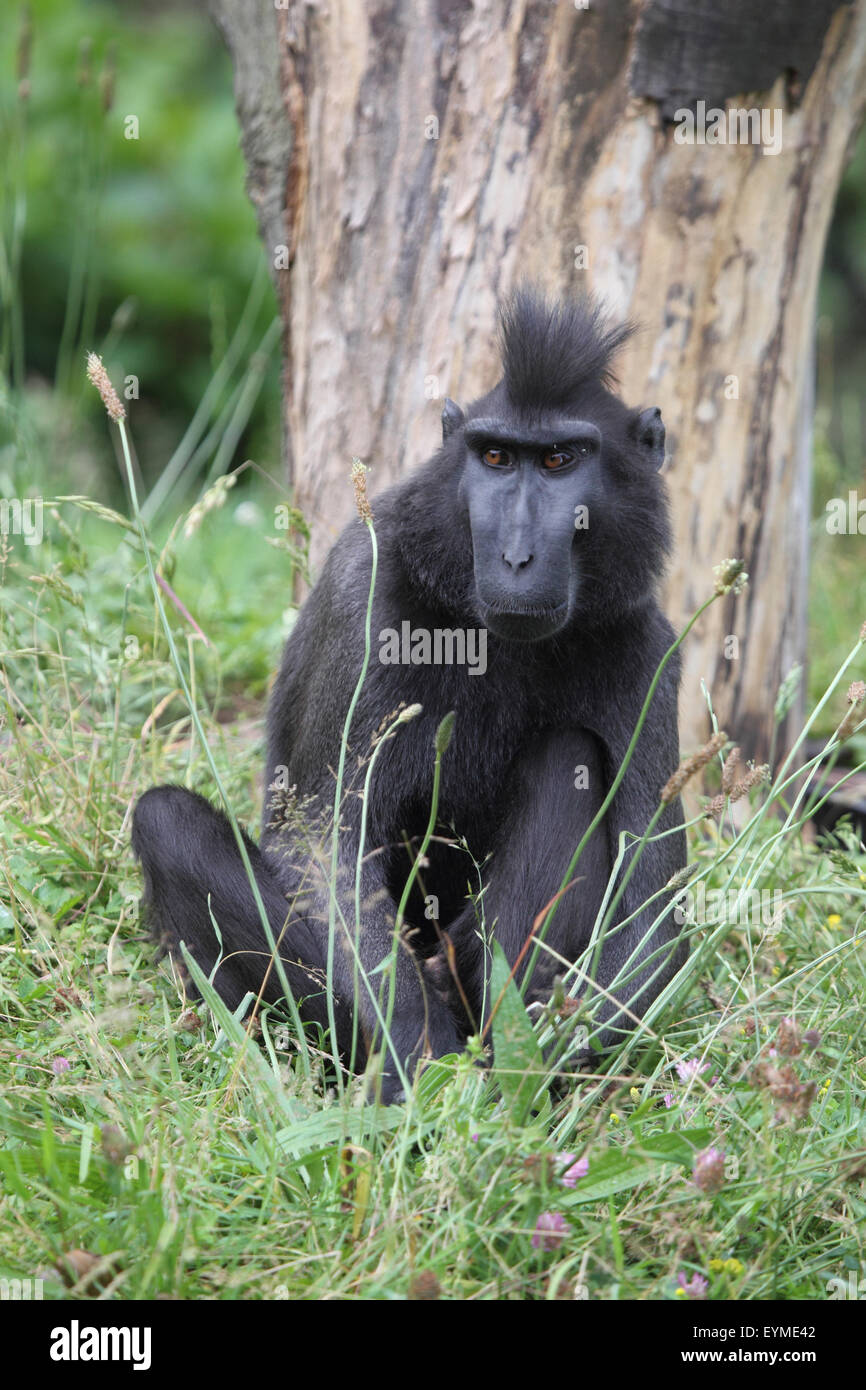 blacke ape sitting in the grass Stock Photo - Alamy