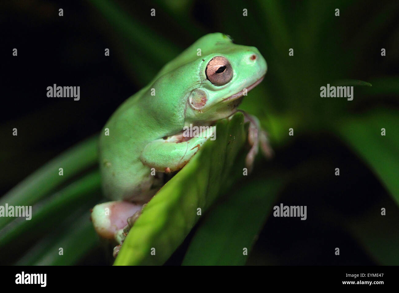 Dumpy frog hi-res stock photography and images - Alamy