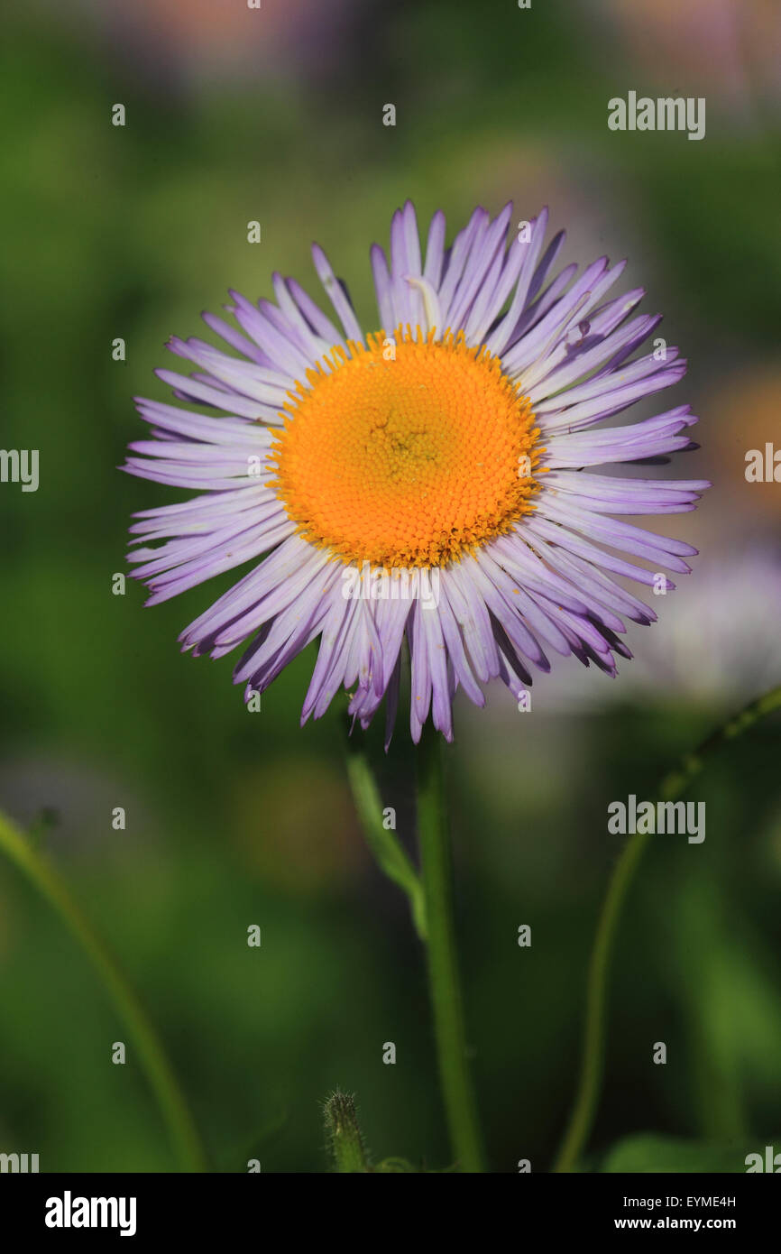 Blue aster, close-up Stock Photo - Alamy