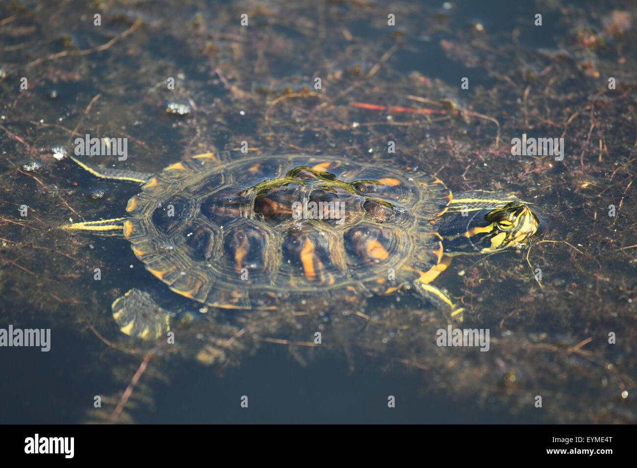 European terrapin at water Stock Photo - Alamy