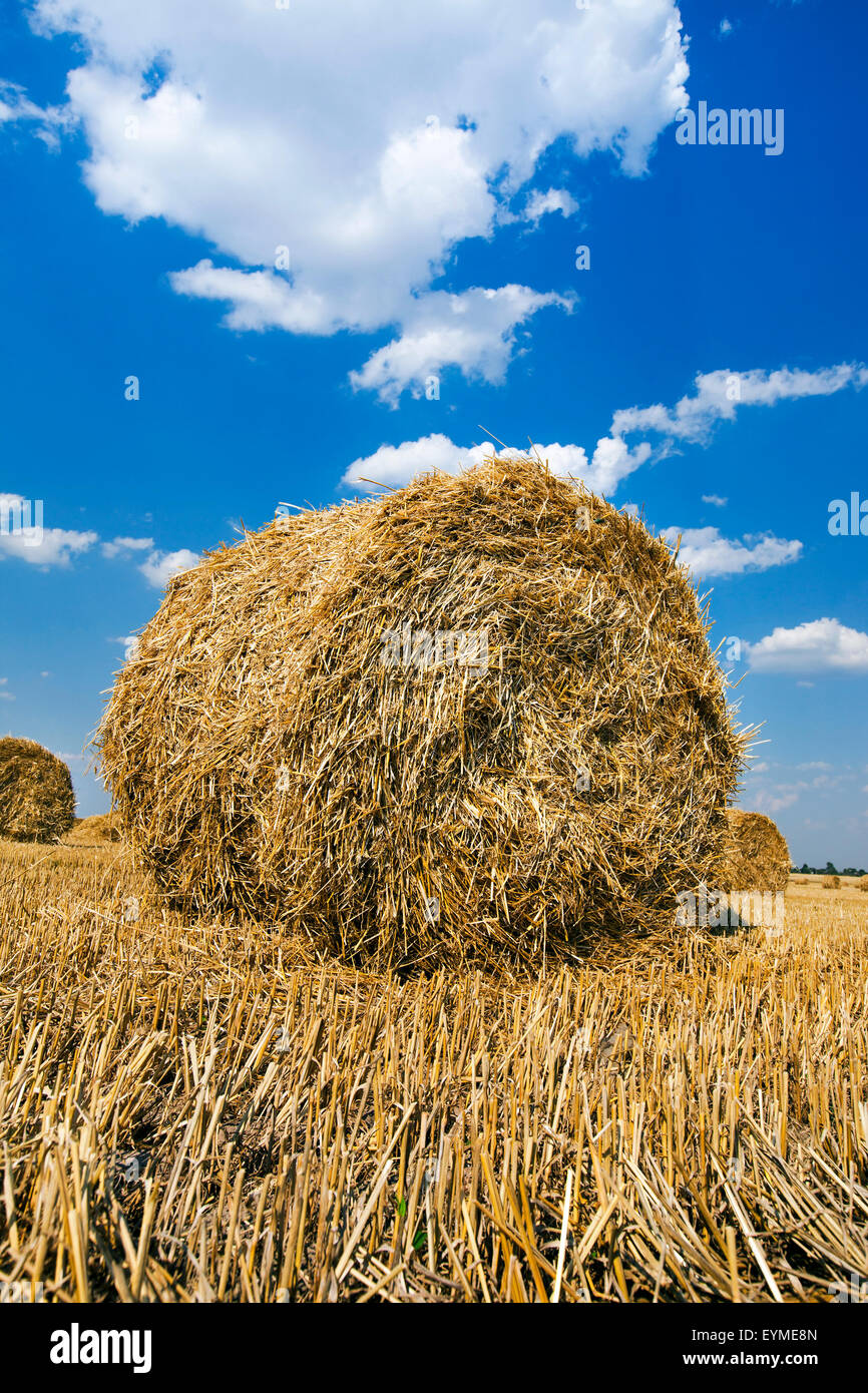 Corn stem cross section High Resolution Stock Photography and Images ...