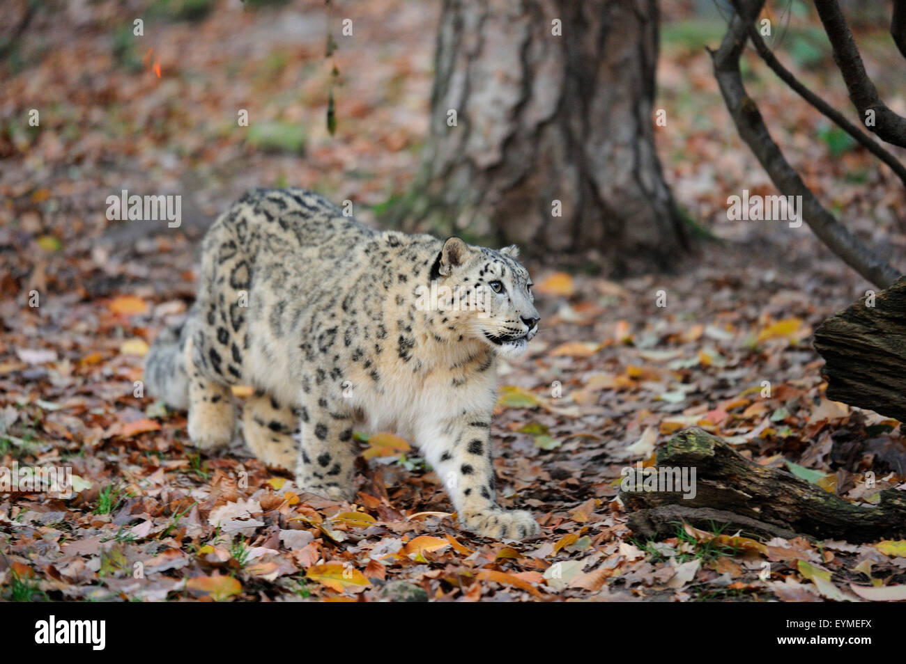 Snowy leopard, Panthera uncia Stock Photo - Alamy