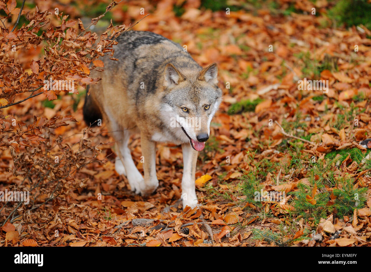 Wolf looking at camera hi-res stock photography and images - Alamy