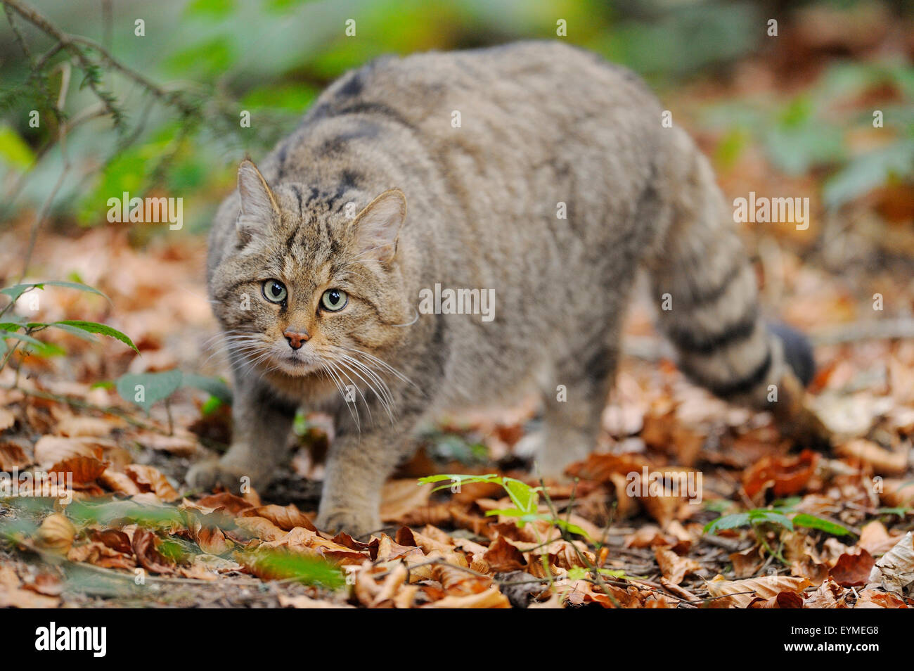Forest cat, Felis silvestris silvestris, head-on, stand, look camera ...