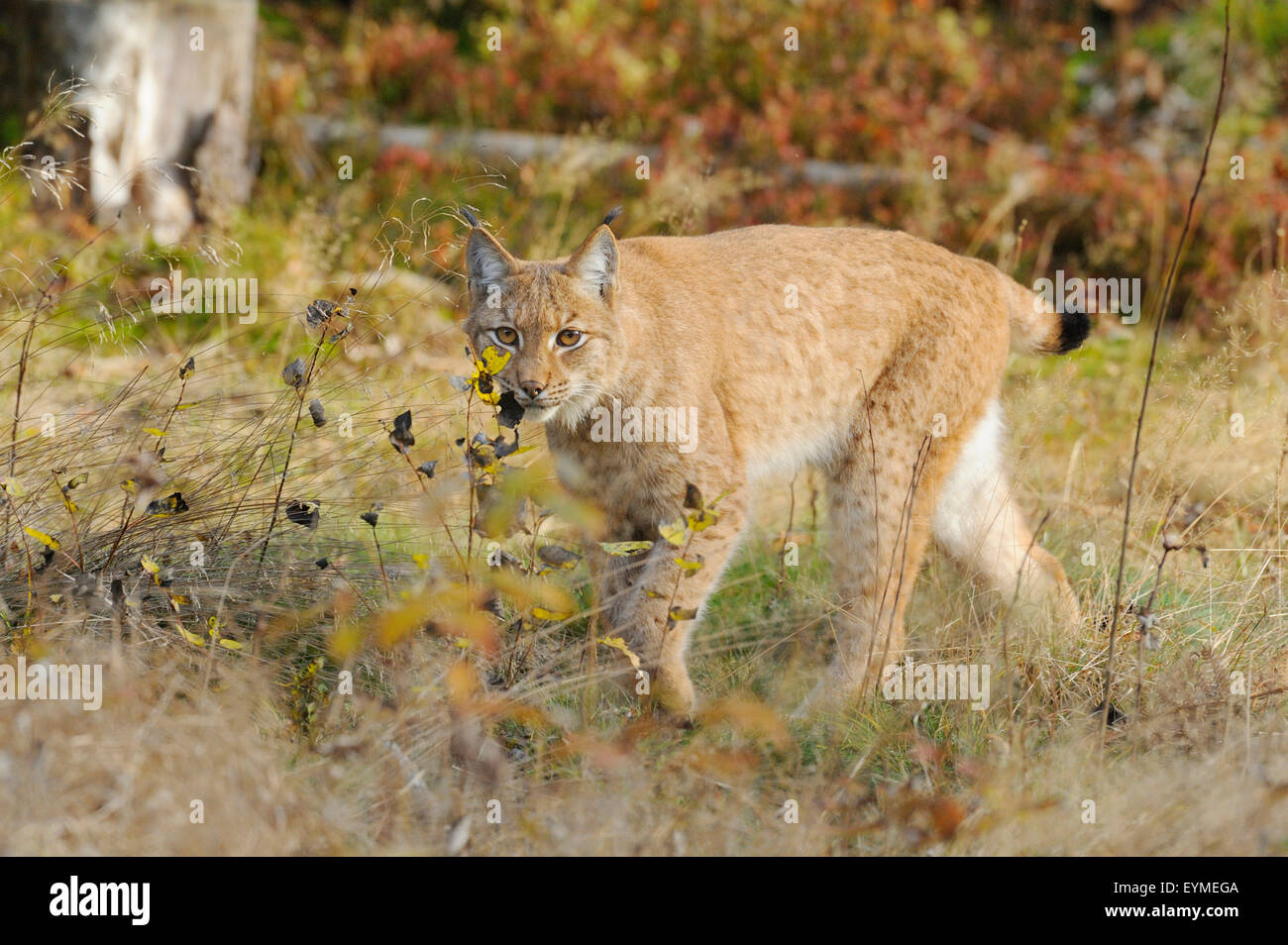 Eurasian lynx, Lynx lynx, side view, run, look camera Stock Photo - Alamy