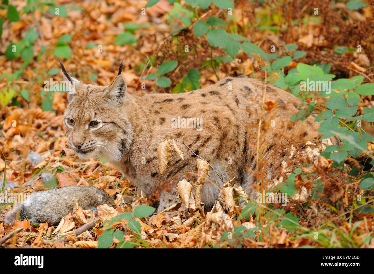Lynx hare hi-res stock photography and images - Alamy