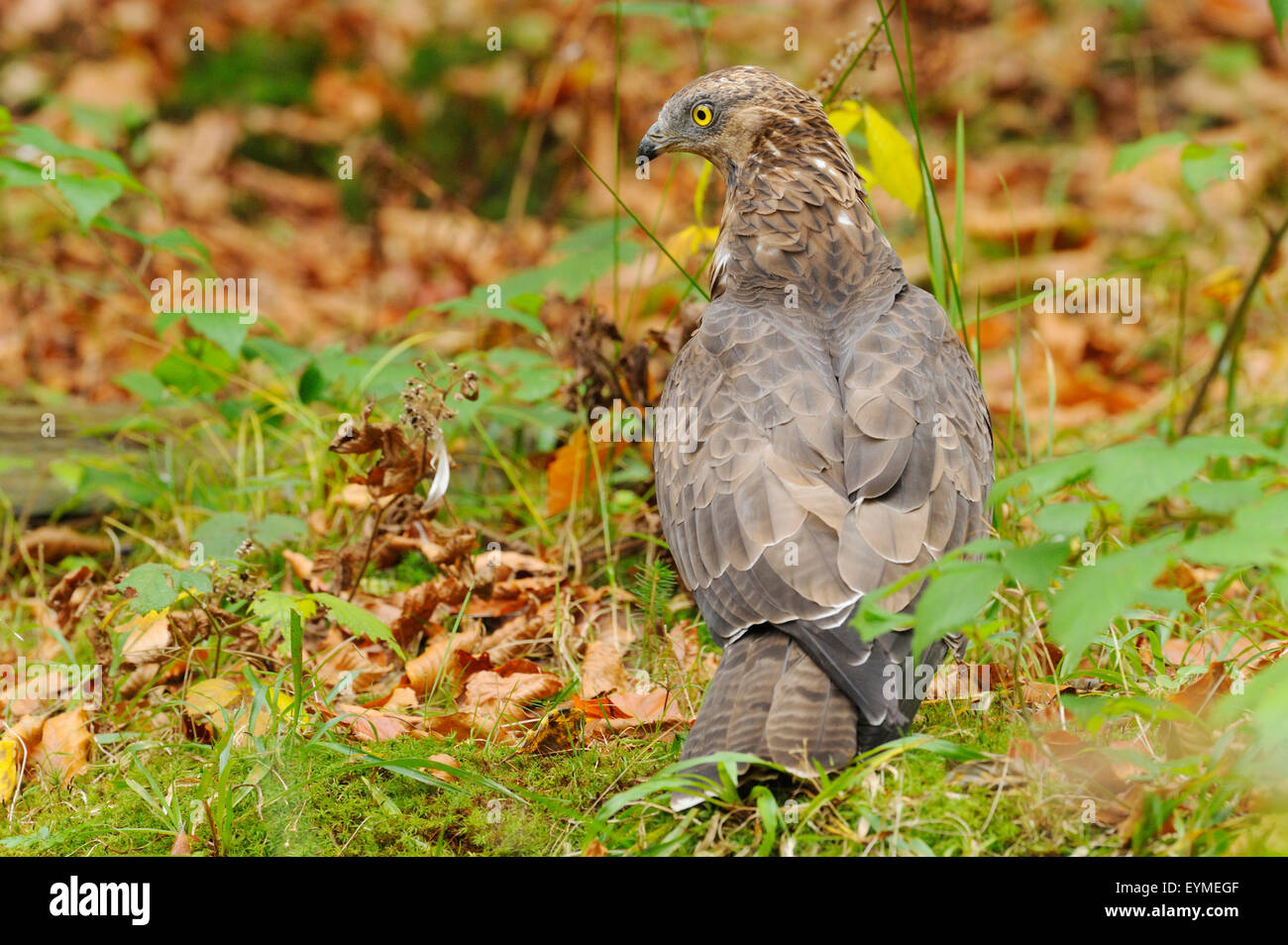 Wasp's buzzard, Pernis apivorus, forest floor, sit Stock Photo - Alamy