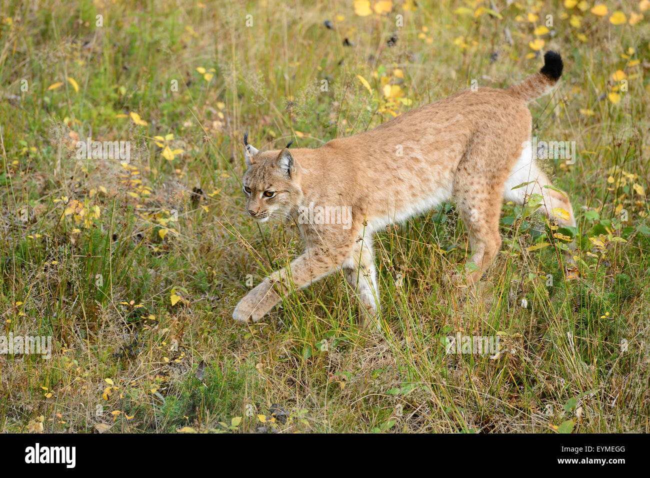 Eurasian lynx, Lynx lynx, side view, run Stock Photo - Alamy