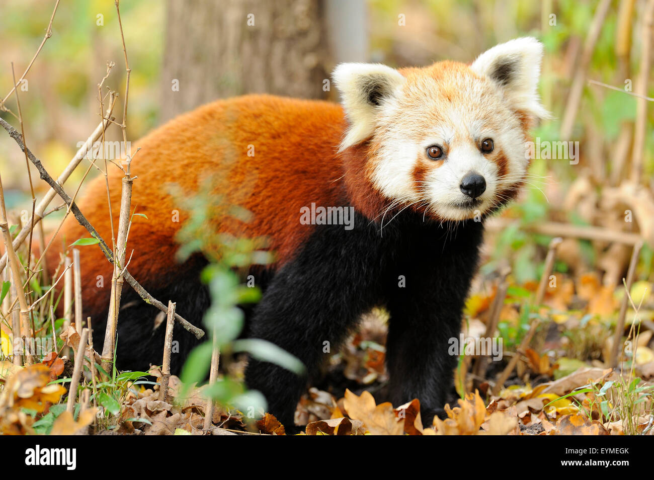 Side view red panda hi-res stock photography and images - Alamy