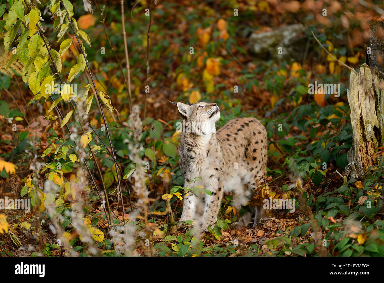 Eurasian lynx, Lynx lynx, head-on, stand Stock Photo - Alamy