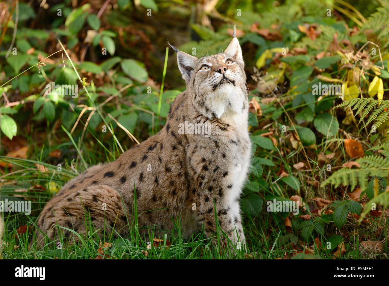 Eurasian lynx, Lynx lynx, side view, sitting, looking at camera Stock ...