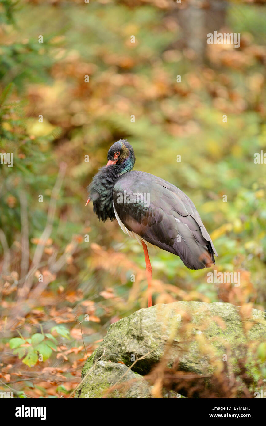 Black stork, Ciconia nigra, side view, stand Stock Photo - Alamy