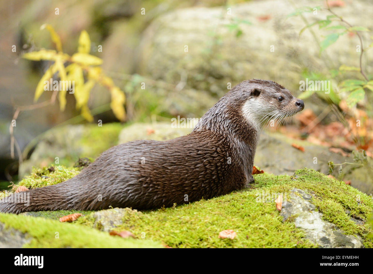 Eurasian otter, Lutra lutra, side view, lying Stock Photo - Alamy