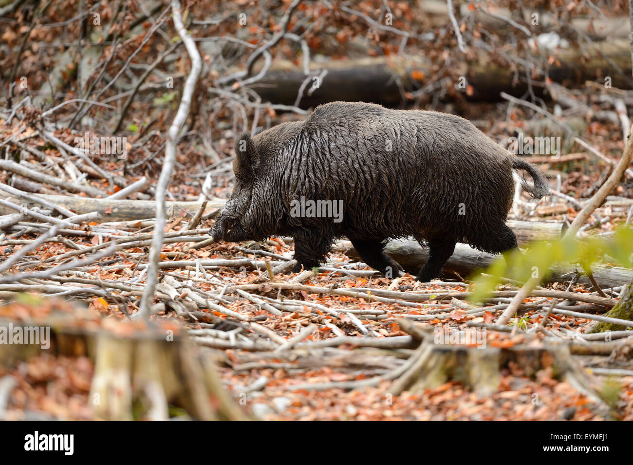 boar, Sus scrofa, wood, side view, running Stock Photo - Alamy