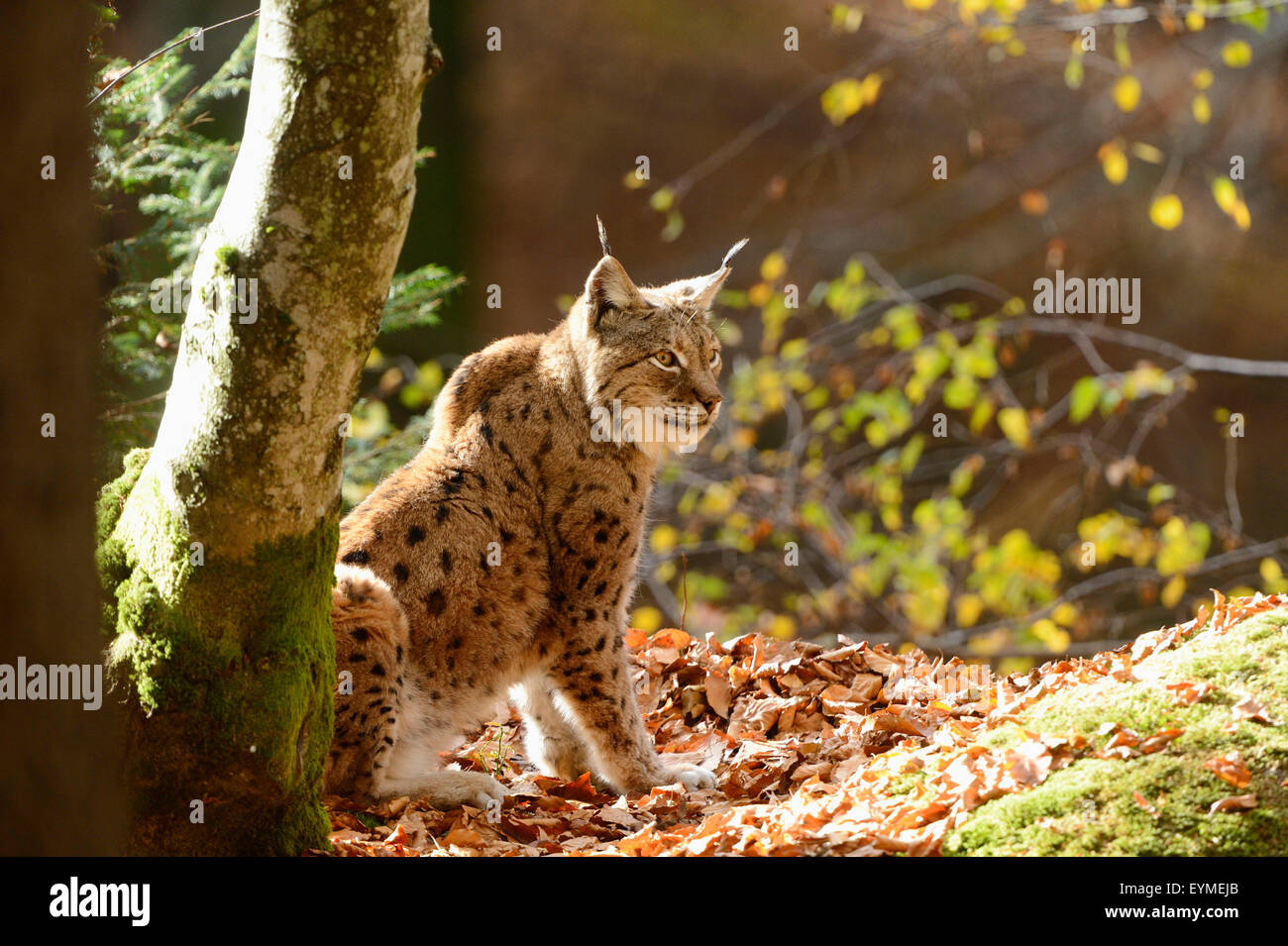 Eurasian lynx, Lynx lynx, side view, sitting Stock Photo - Alamy