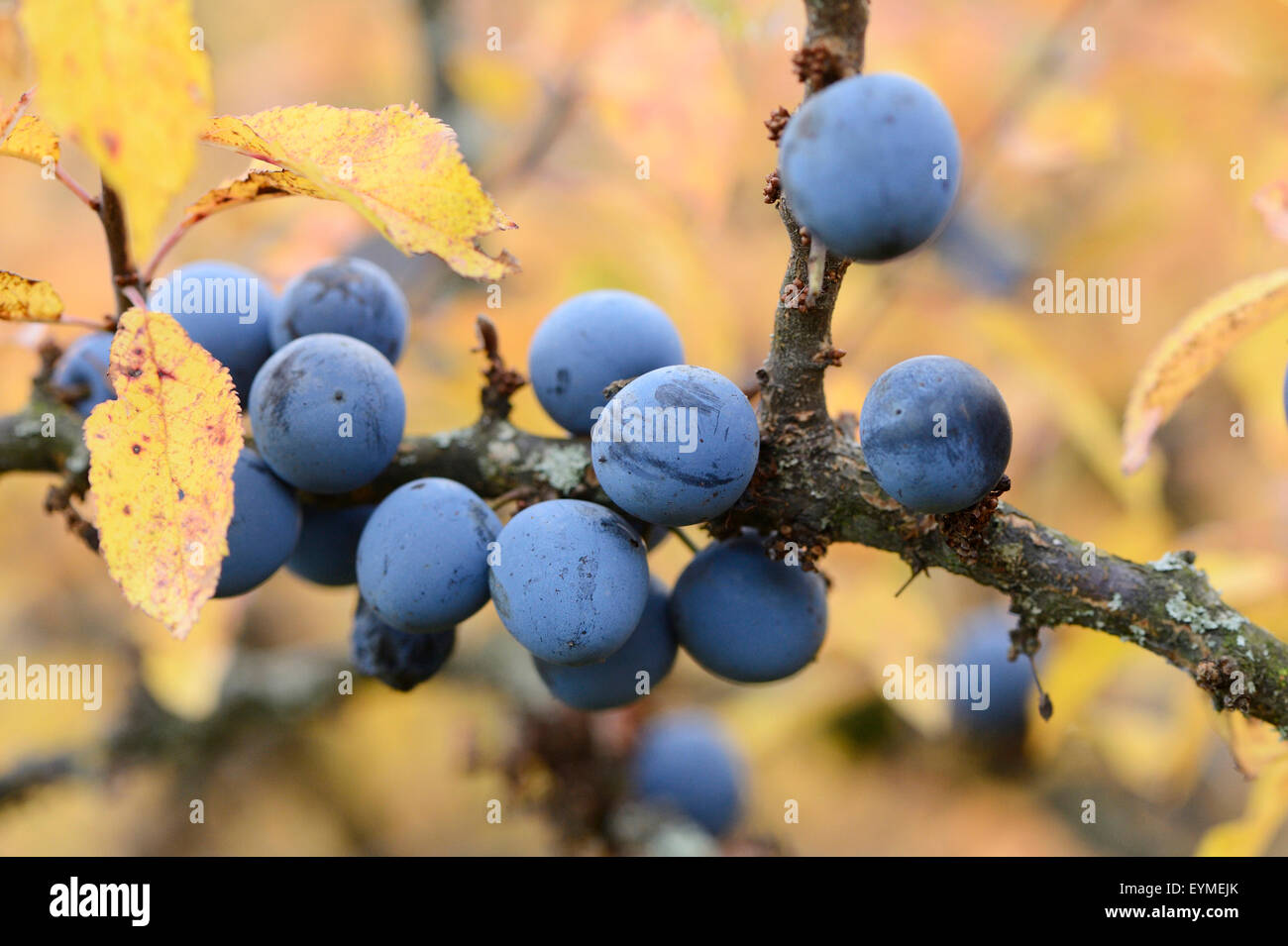 Blackthorn, Prunus spinosa, branch, leaves, fruits, autumn Stock Photo ...