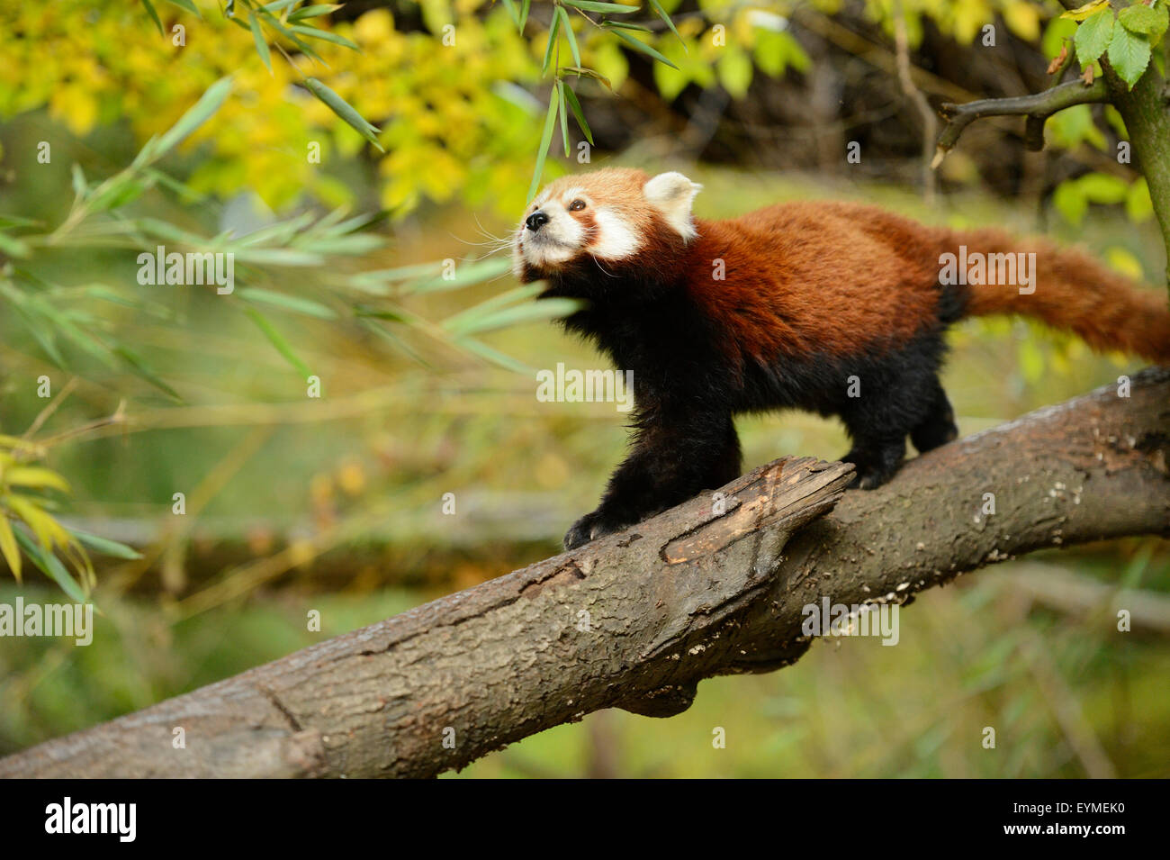 lesser panda, Ailurus fulgens, trunk, side view, running Stock Photo ...