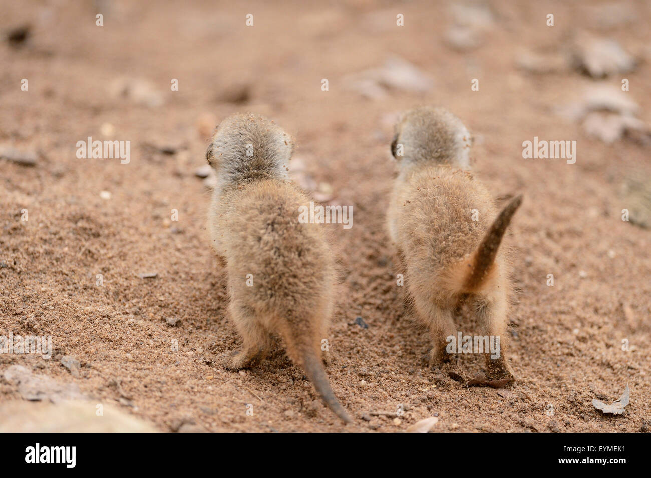 Suricate suricata suricatta young hi-res stock photography and images ...
